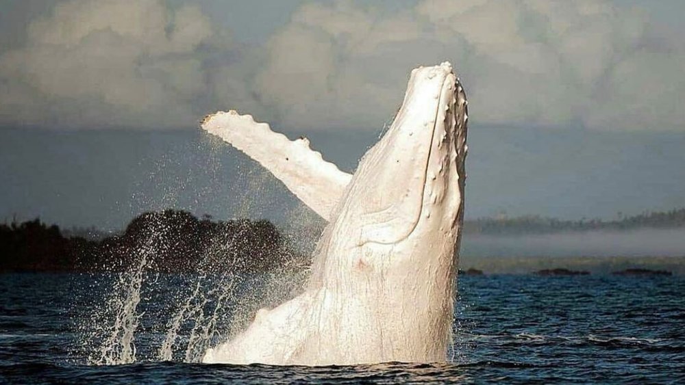 Migaloo the White Humpback Whale Facts and Where To Spot Him - Klook ...