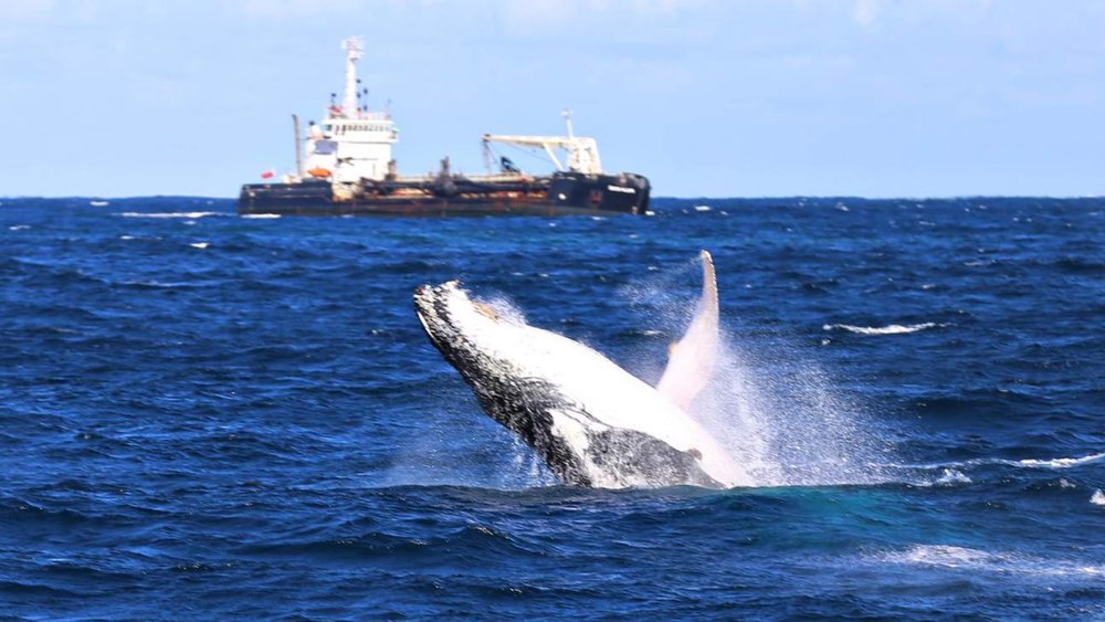 Migaloo the White Humpback Whale Facts and Where To Spot Him - Klook ...