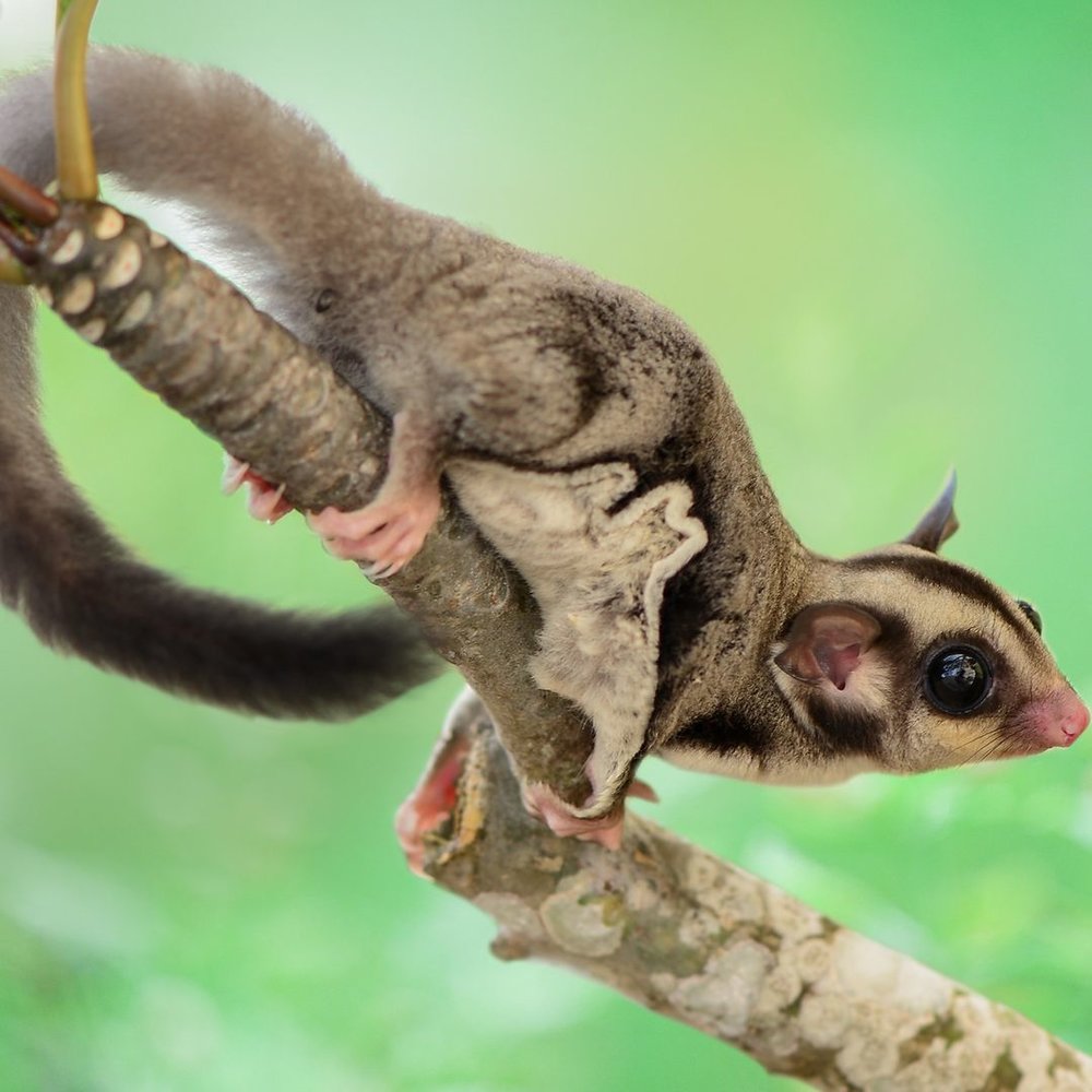 [Sneak Peek] IOI City Farm: Befriend Baby Ducks & Feed Fishes At This ...