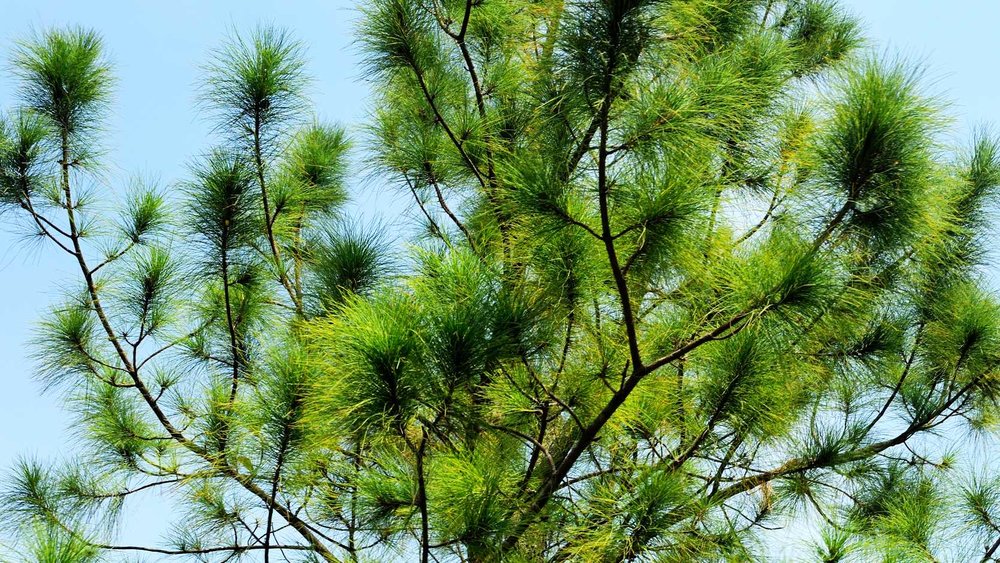 ล้วงความลับ Gardens By The Bay สวนพฤกษศาสตร์สิงคโปร์ที่ต้องไป - Klook Blog