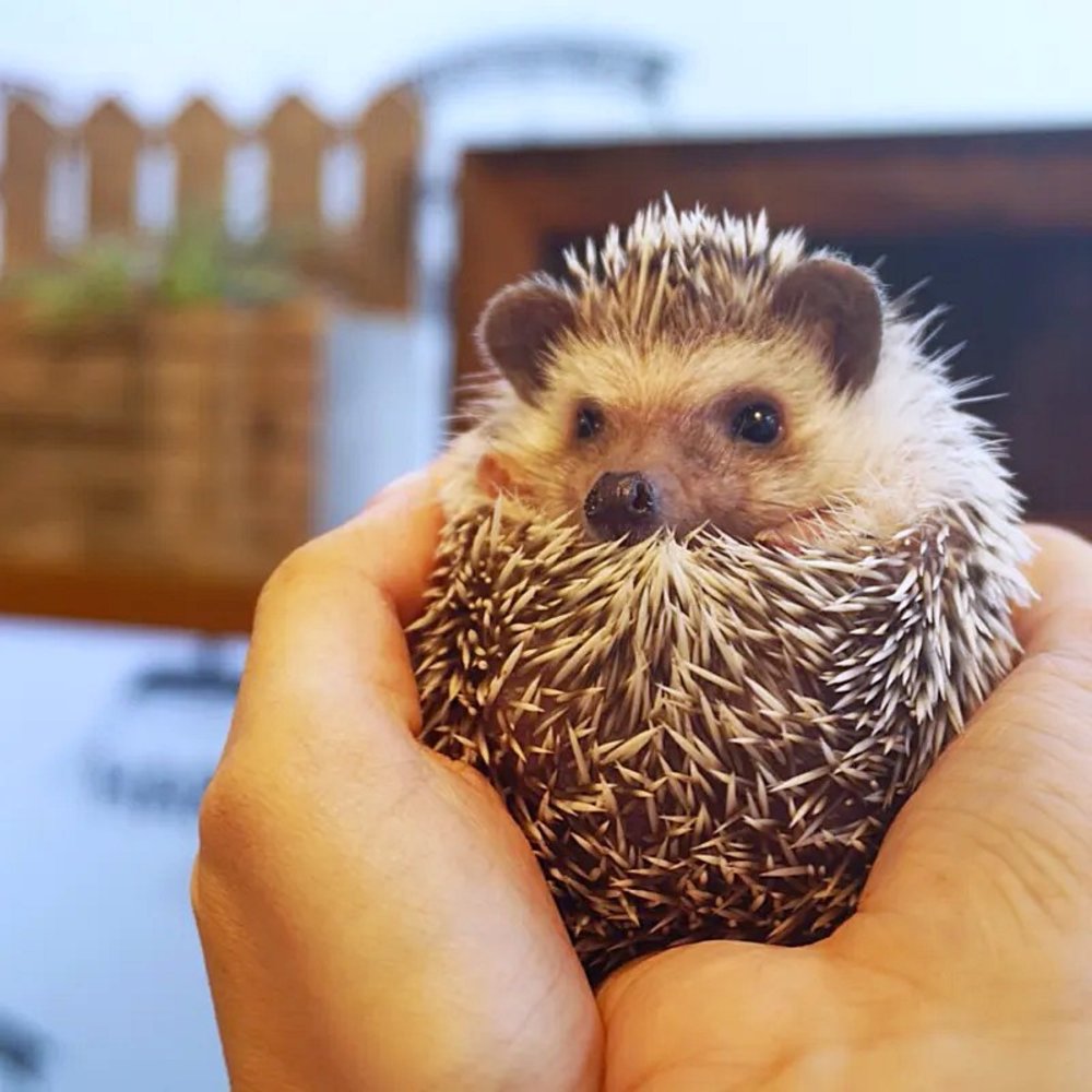 19 Animal Cafes in Tokyo With Adorable Animals Like Otters, Capybaras ...