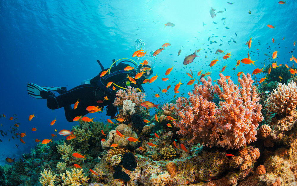 Scuba Diving Là Gì, 11 Điểm Lặn Scuba Diving Hàng Đầu Châu Á - Klook Blog