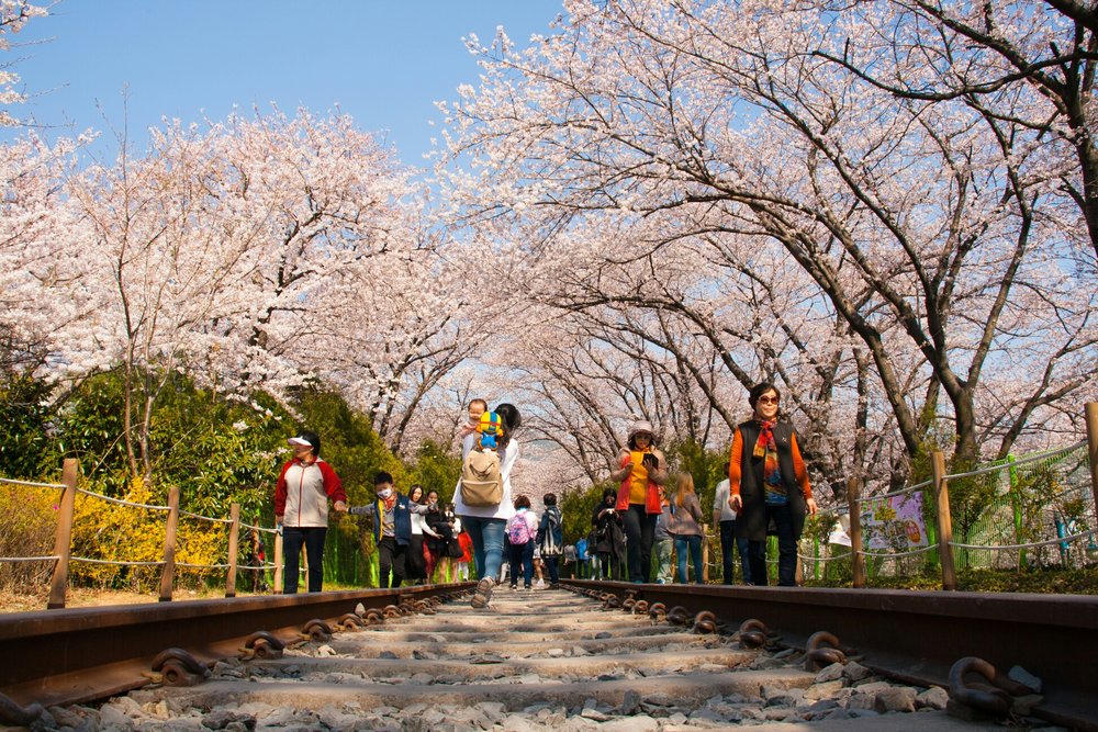 Jinhae Cherry Blossom Festival 2025: Best Spots, How to Get There, What ...