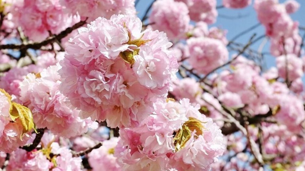 The 7 Best Spots to See Cherry Blossoms in South Korea - Klook Travel Blog
