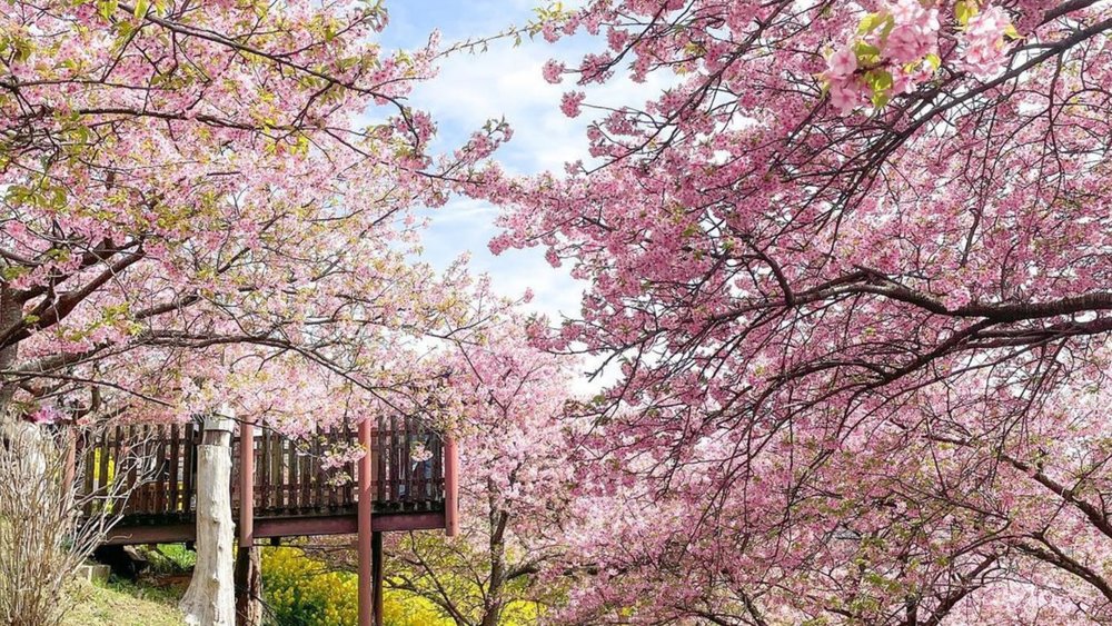 Japan Cherry Blossom Festivals: Best Spots to Enjoy Sakura in 2025 ...