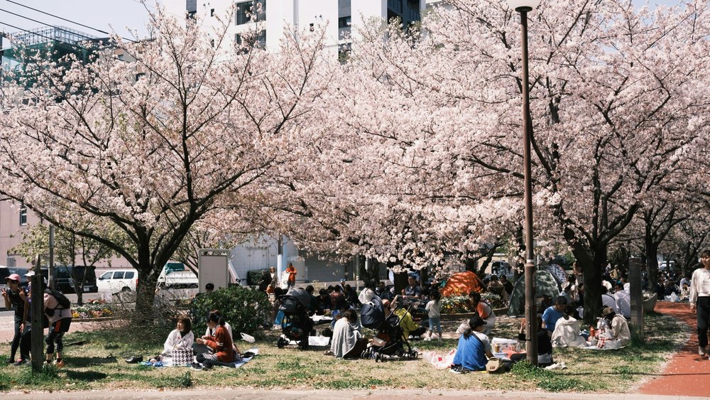 The 7 Best Outdoor Spring Activities to Do in Japan - Klook Travel Blog