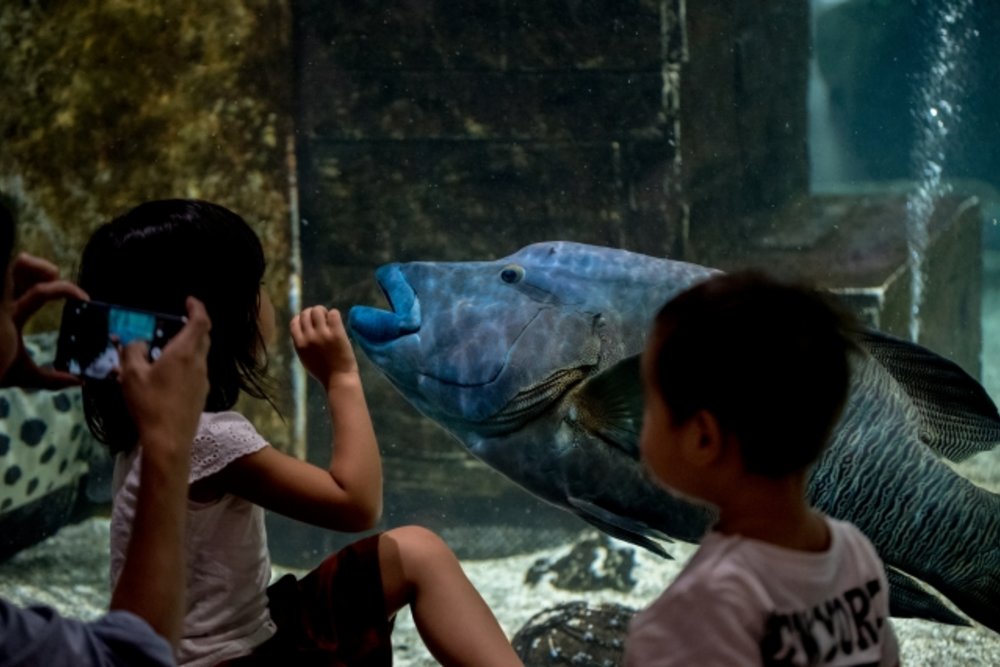 關西大阪動物園、水族館2024｜10大親子遊必去推介｜大阪海遊館、NIFREL、神戶動物王國 - Klook旅遊網誌