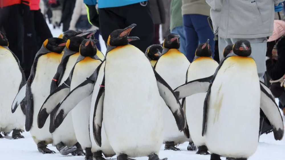 Springtime Splendor: Top Things to Do in Hokkaido in Spring - Klook ...