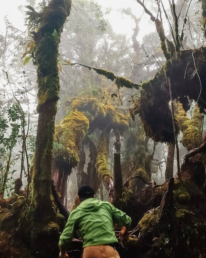 Mossy Forest, Cameron Highlands: Tips For Exploring This Enchanting ...