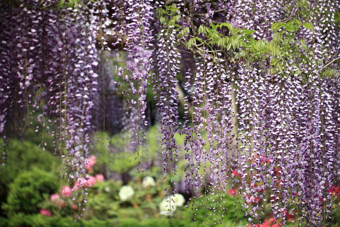 Can’t Get Enough Of The Sakura Season? Japan’s Wisteria Is Just As ...