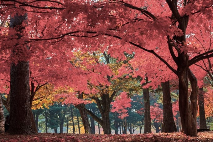 4 Seasons in Korea: Day Trip to Nami Island - Klook Travel Blog