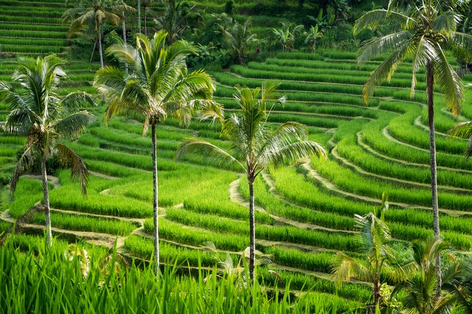 Menikmati Sawah Subak Bali di Jatiluwih dan Tegalalang Rice Terrace ...