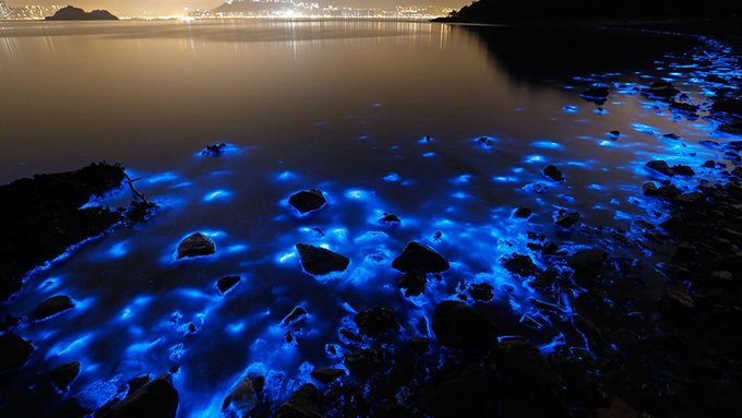 7 Dreamy Locations To Catch Sight Of Blue Tears In Malaysia - Klook ...