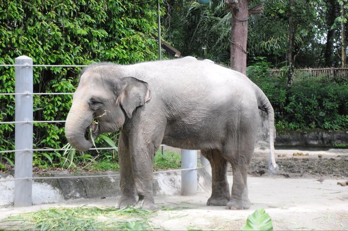 Singapore Zoo: Get Up Close With Animals, Catch Shows & More - Klook ...