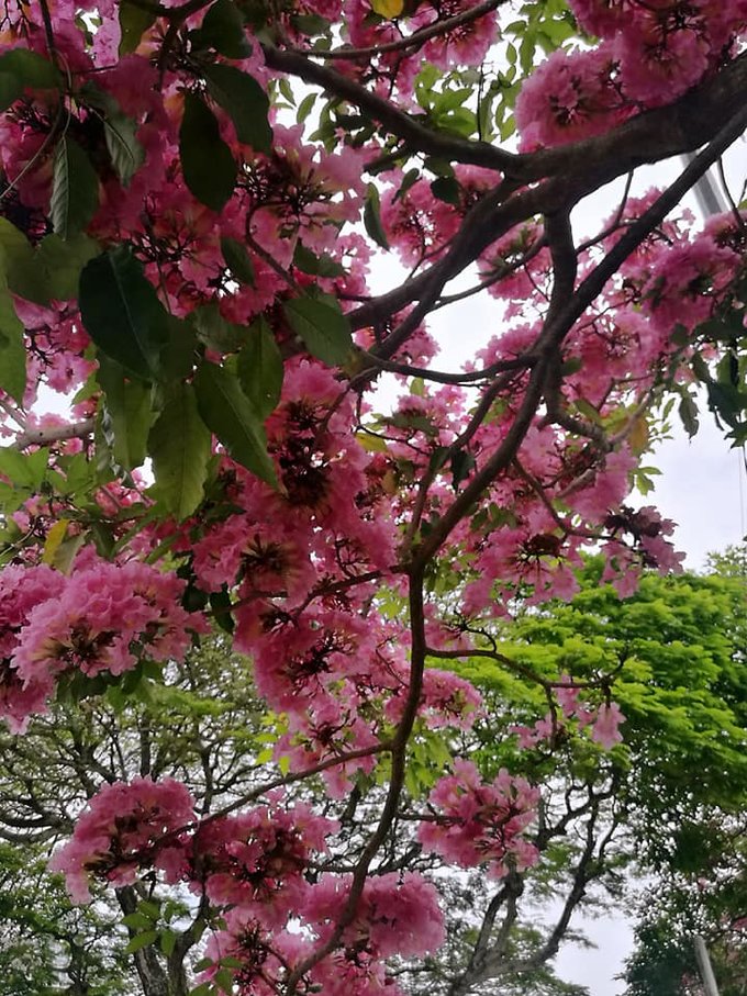 18 Dreamy Spots To Find 'Sakura Trees' In Full Bloom In KL, Penang ...