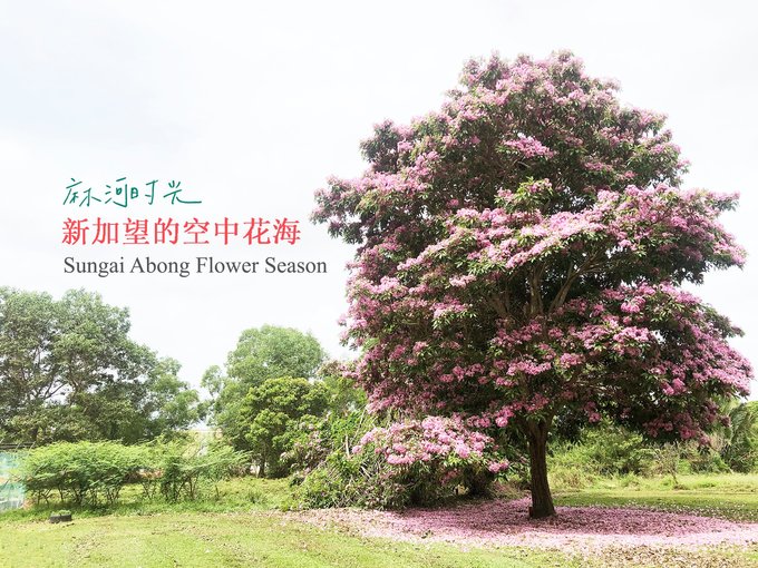 18 Dreamy Spots To Find 'Sakura Trees' In Full Bloom In KL, Penang ...