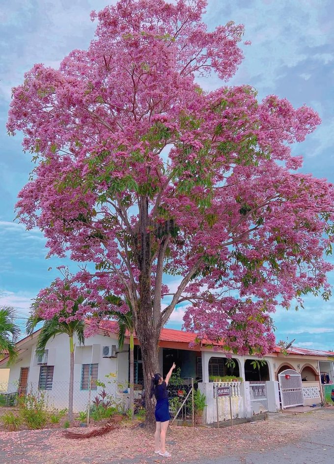 Malaysia Flowering Trees | Best Flower Site