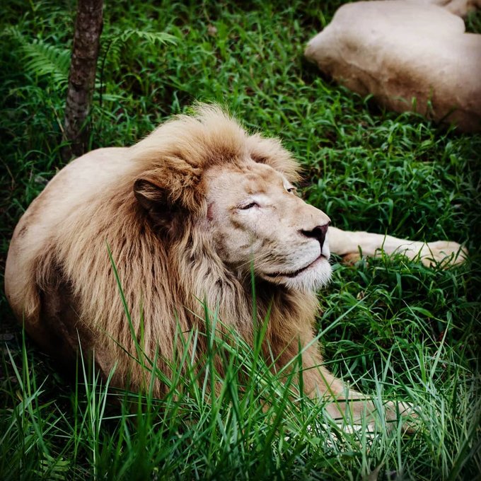 What You Need To Know Before Visiting Cebu Safari: Entrance Fees, New ...