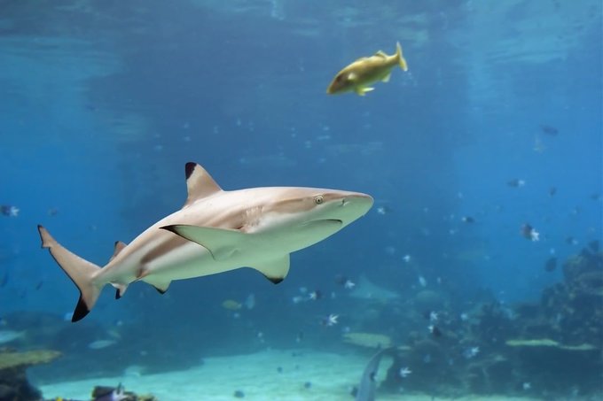 What You Need to Know Before Visiting Ocean Park Cebu: Entrance Fees ...