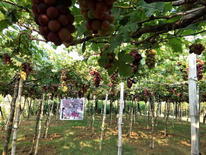 Exploring the Underrated Grape Farms of La Union - Klook Travel Blog