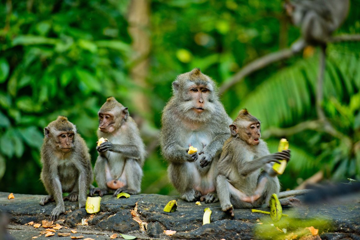 Best things to do in Ubud 2025 | Attractions & activities - Klook India