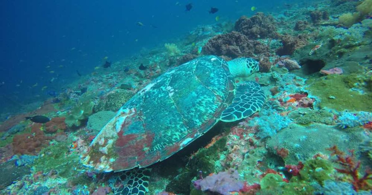 Gamat Bay: Everything You Need Before Visiting