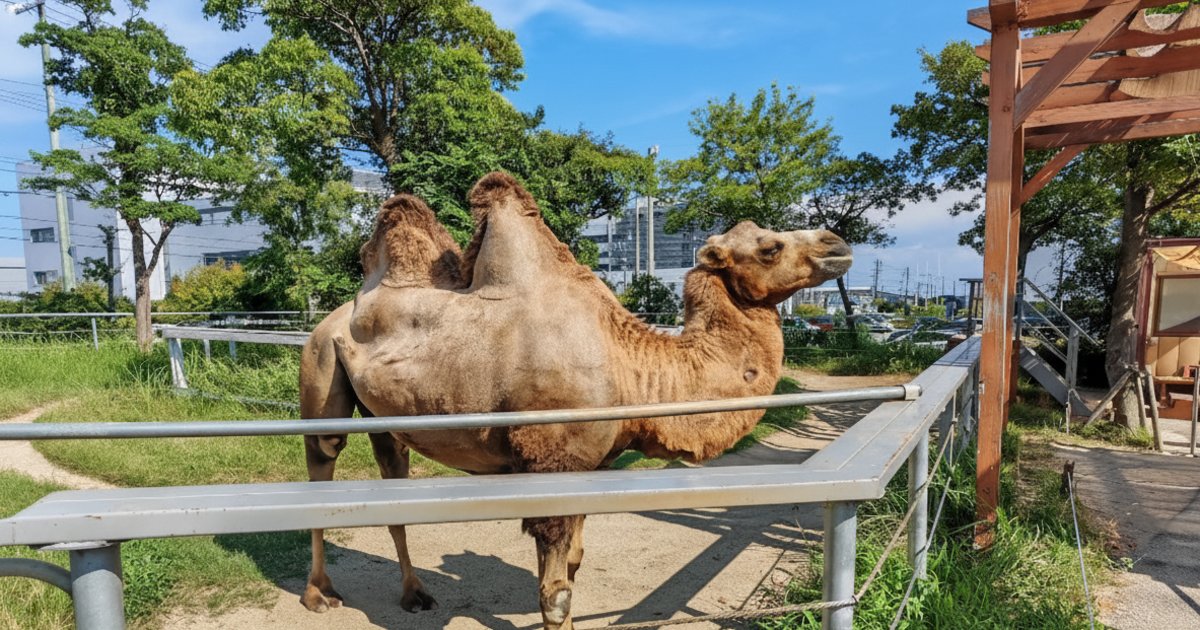 Kobe Animal Kingdom: Principais Atrações e Avaliações