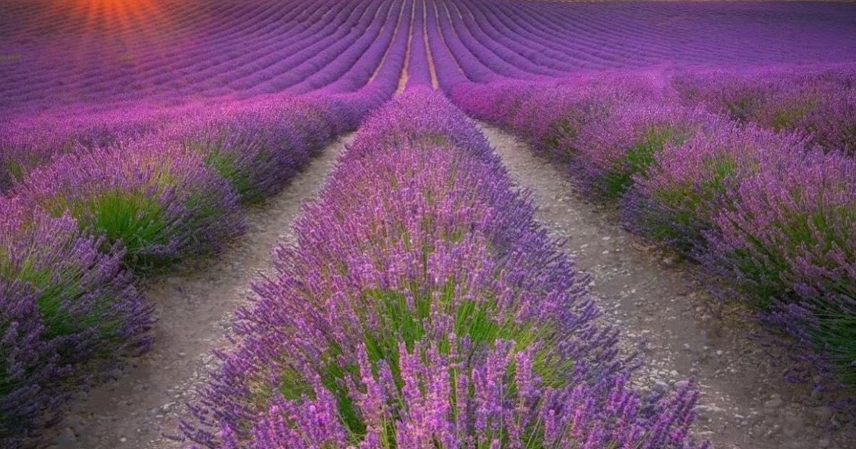 Best hotels near Farm Tomita, Japan 2026