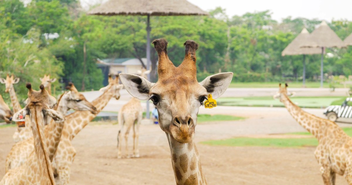 Safari World Bangkok: Everything You Need Before Visiting