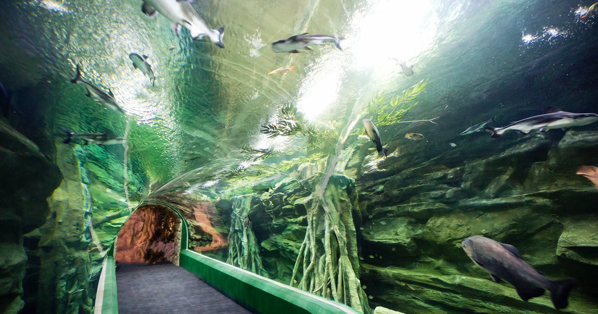 Best Lotte World Aquarium Nightlife, South Korea 2026