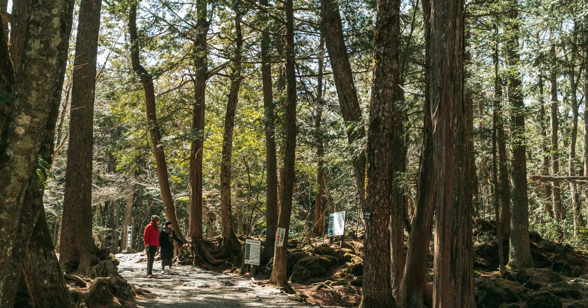 Aokigahara Forest: Everything You Need Before Visiting