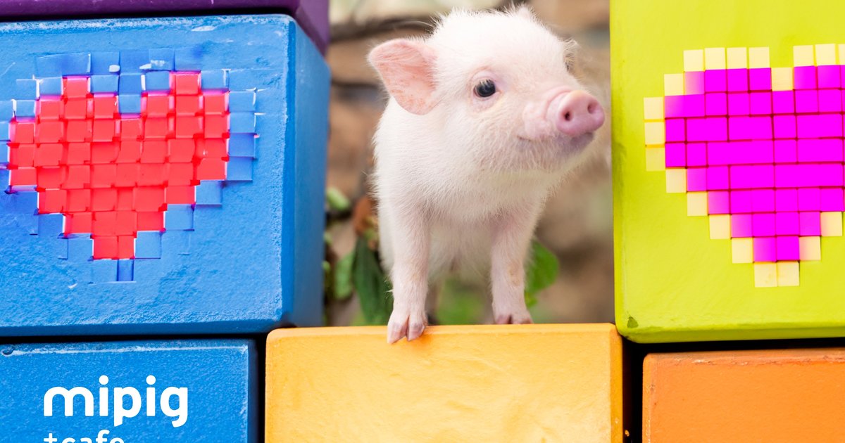 Micro Pig Cafe: Everything You Need Before Visiting