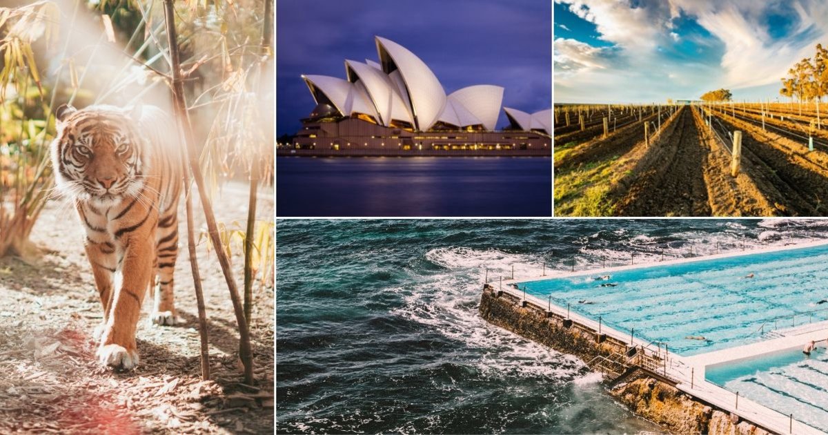 Sun, Surf And Sea Life: 10 Top-Koalaty Things To Do in Sydney ...