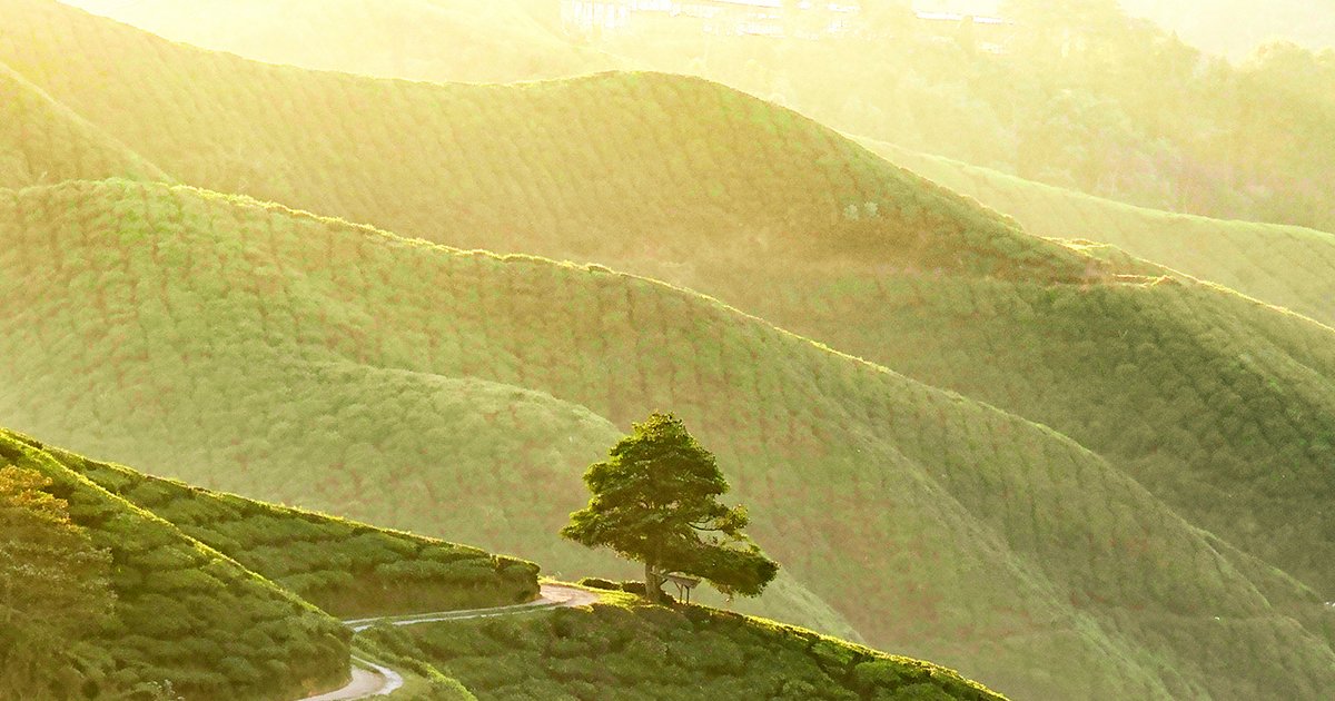 Cameron Highlands 2026: Top Places to Visit & Popular Attractions