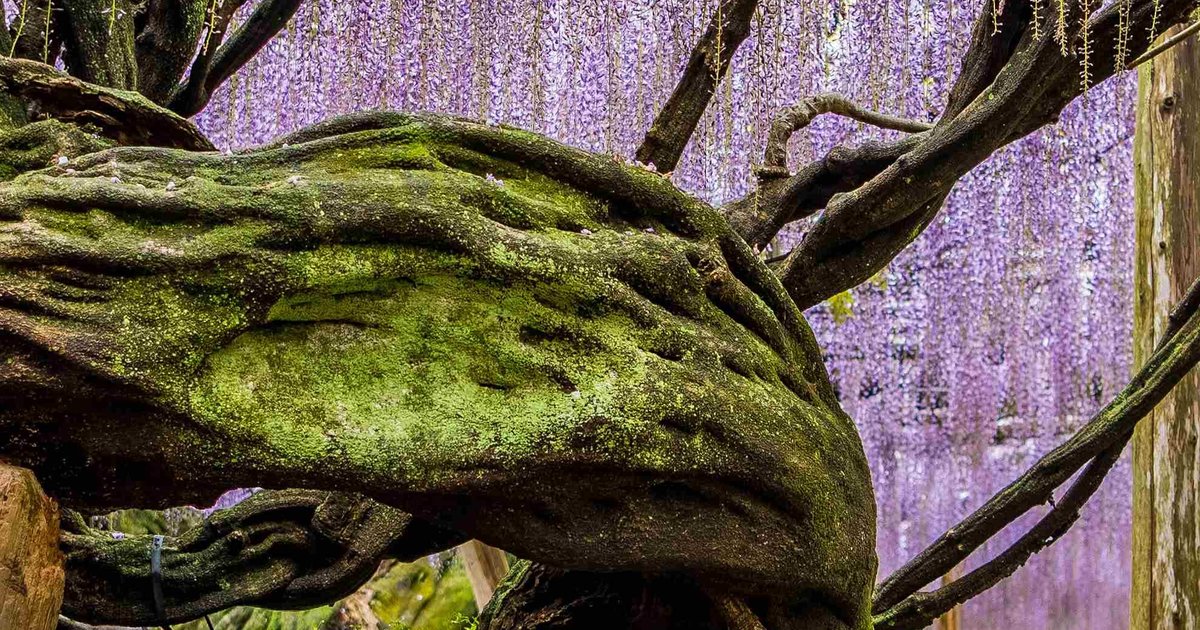 Beste Kitakyushu Hotels: Top Kitakyushu Hotelaanbiedingen & Kortingen