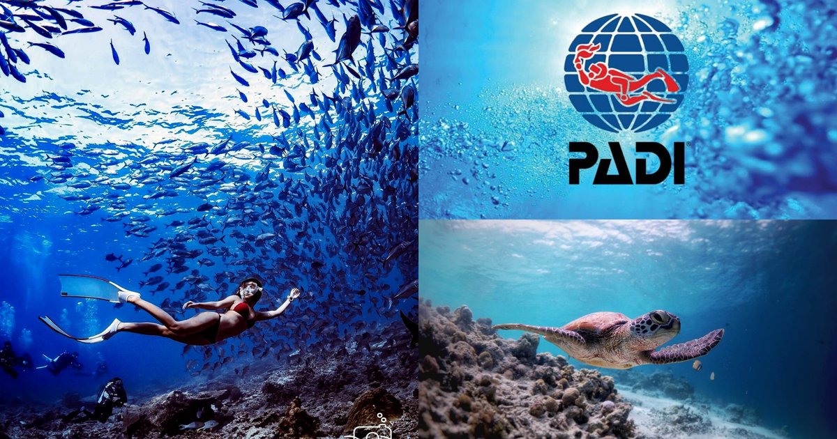 Complete Guide To Getting A PADI Diving License: Price, Best Packages ...