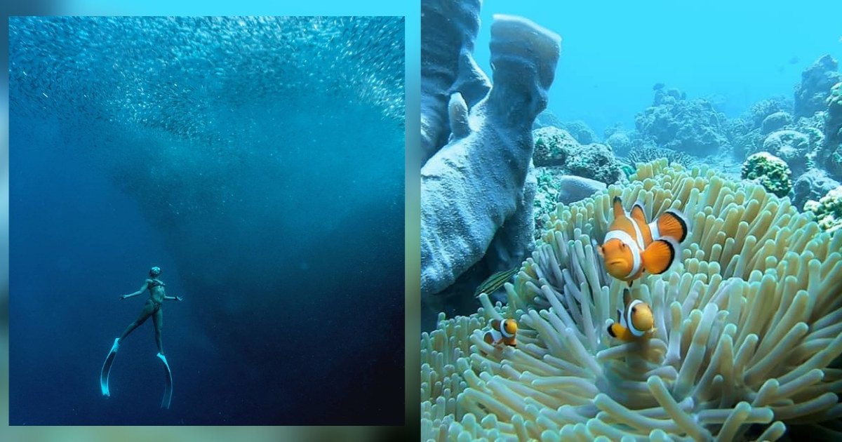 Best Diving Spots in Northern, Central and South-Western Cebu - Klook ...