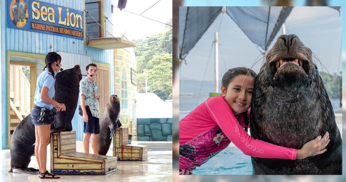 Swim with Dolphins and Sea Lions at Ocean Adventure Subic: Entrance ...