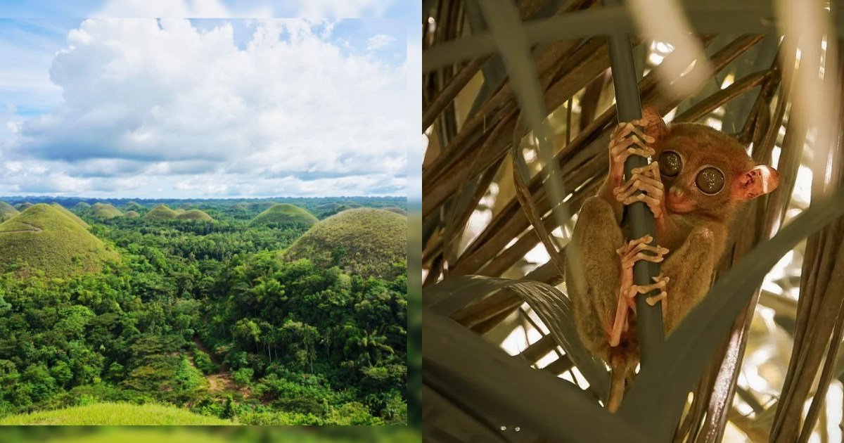 Bohol bucket list: A must-try guide for first-timers - Klook Travel Blog