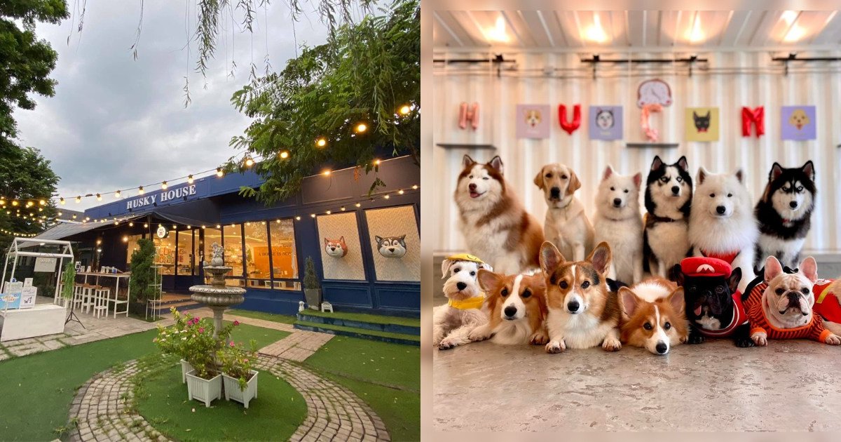 Bond With Cute Canines At These Adorable Dog Cafes In Thailand - Klook ...