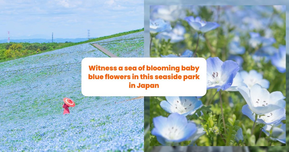 Witness a Sea of Blooming Baby Blue Flowers at the Seaside Park in ...
