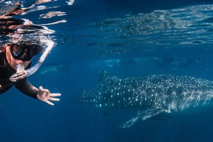 Popular Things to Do in Exmouth 2025