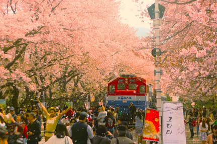 Jinhae-gu: Alles, was Sie vor Ihrem Besuch benötigen