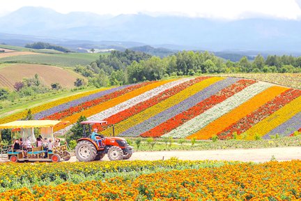 Best Furano Winery Tours, Japan 2025