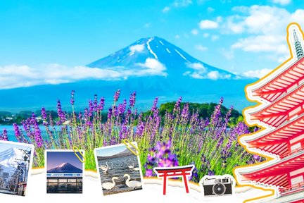 Oishi Park: Everything You Need Before Visiting