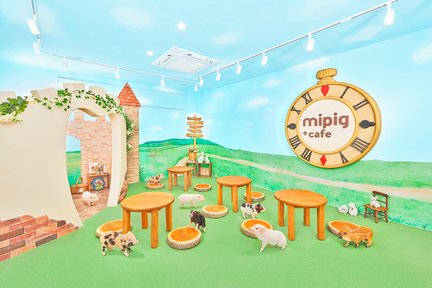 Best things to do in Micro Pig Cafe, Japan 2025