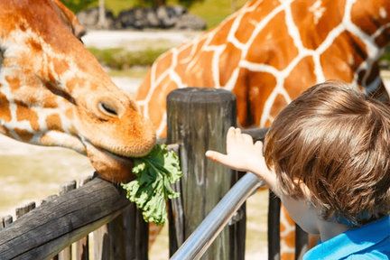 Zoo Miami: Everything You Need Before Visiting