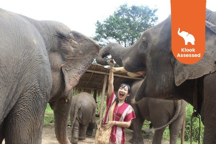 Elephant POOPOOPAPER Park Chiang Mai Must-See Attractions, Location ...