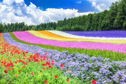Best things to do in Patchwork Road (Biei), Japan 2025