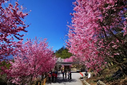 Best Neiwan Old Street Tours, Taiwan 2025